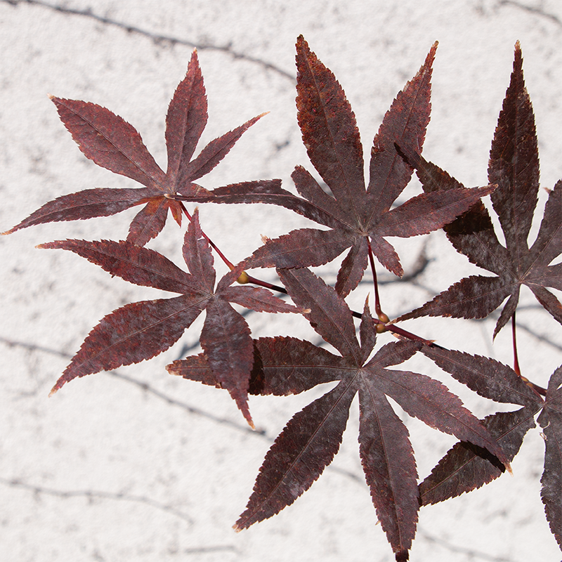 Trees - Bowood Farms