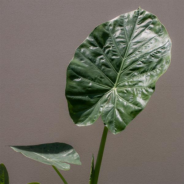 Alocasia 'Calidora' #1 - Bowood Farms
