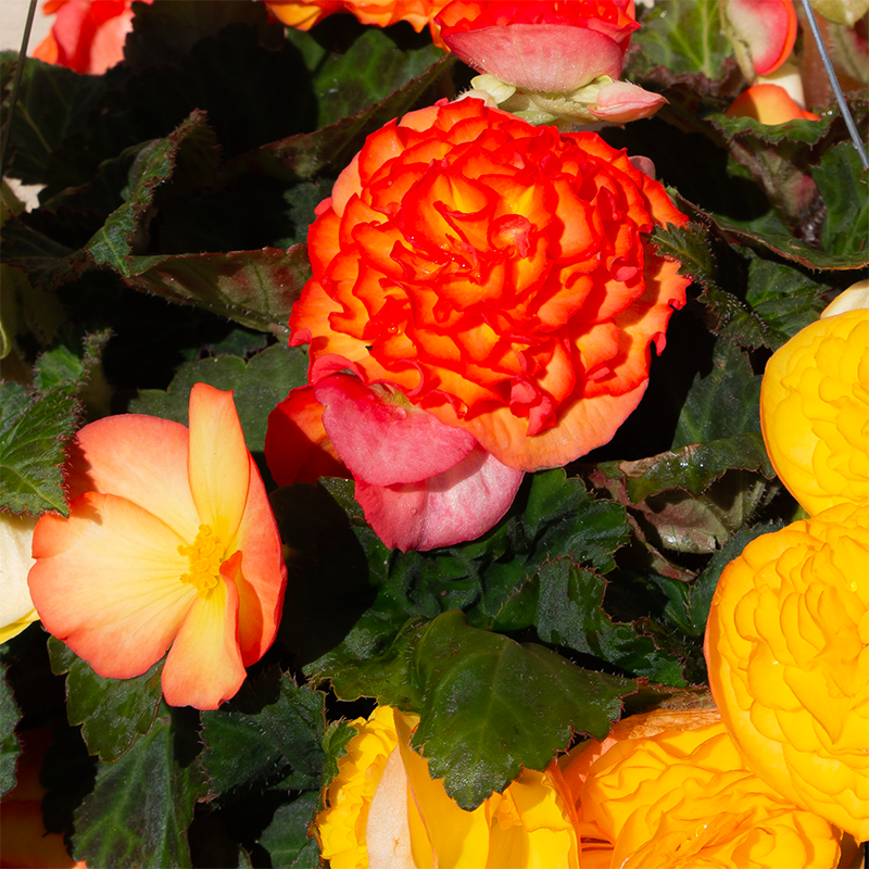 Plants Page 4 - Bowood Farms