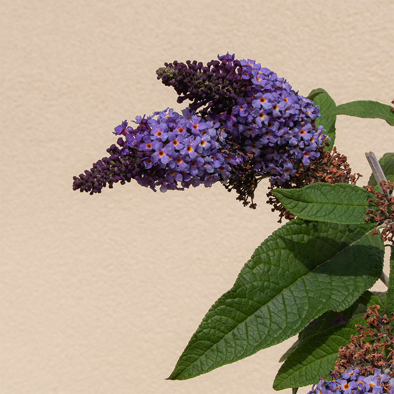 Shrubs - Bowood Farms