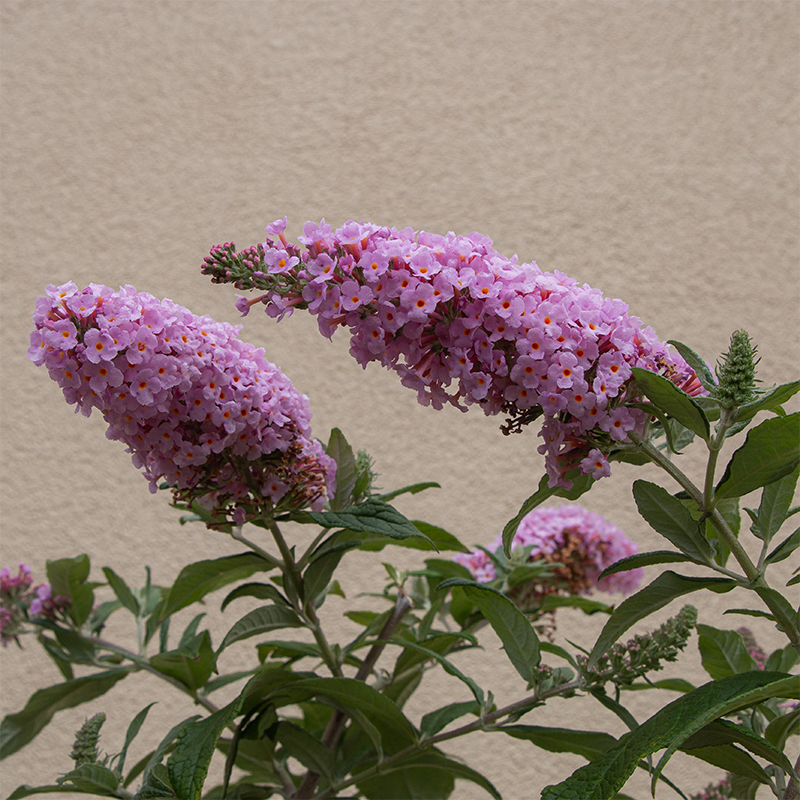 Shrubs - Bowood Farms