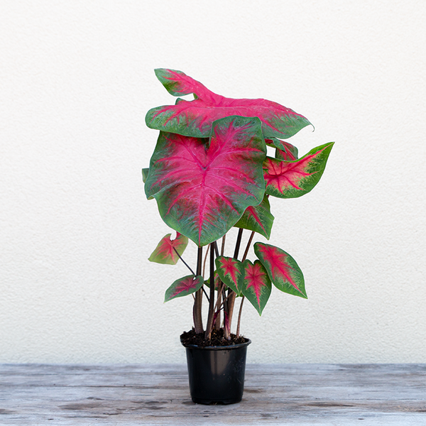 Caladium 'Frieda Hemple' 4" - Bowood Farms