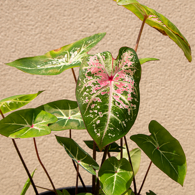 Annuals Page 2 - Bowood Farms