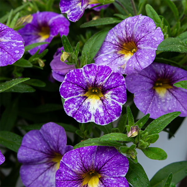 Calibrachoa Cha Cha Hot Lavender 10" Hanging Basket - Bowood Farms