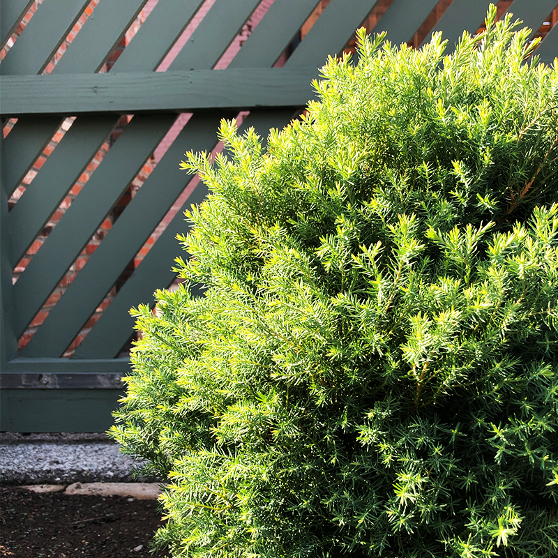 Chamaecyparis thy 'Heather Bun' - Bowood Farms