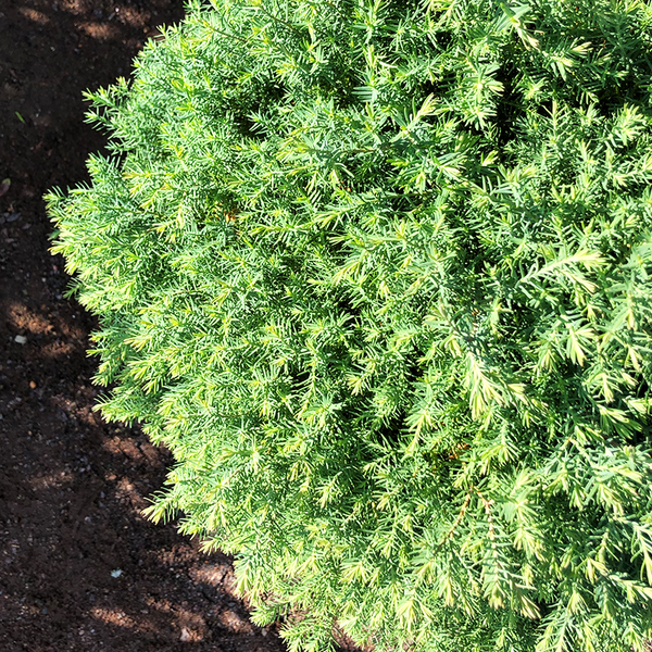 Chamaecyparis thy 'Heather Bun' - Bowood Farms