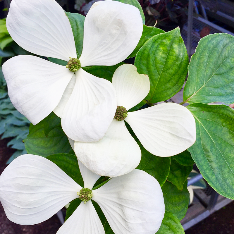 Cornus 'Venus' - Bowood Farms