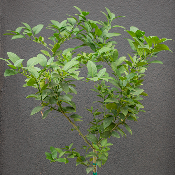 Citrus + Figs - Bowood Farms