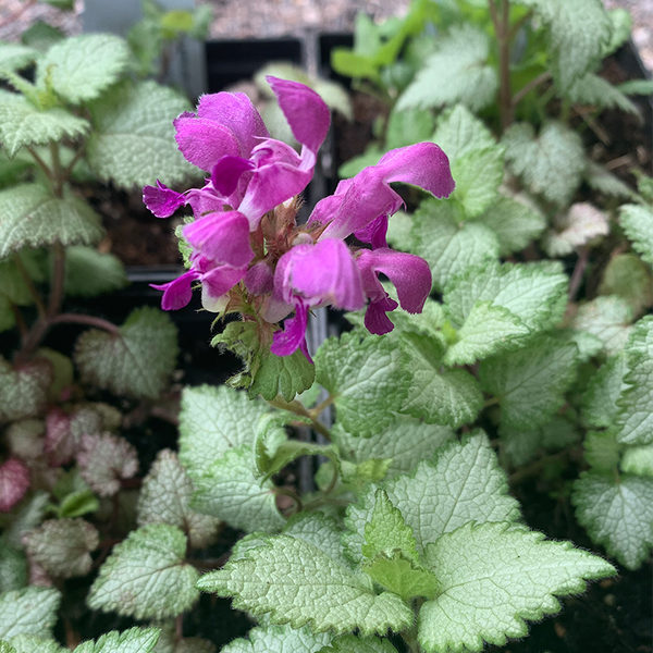 Lamium mac 'Ghost' Q01 - Bowood Farms