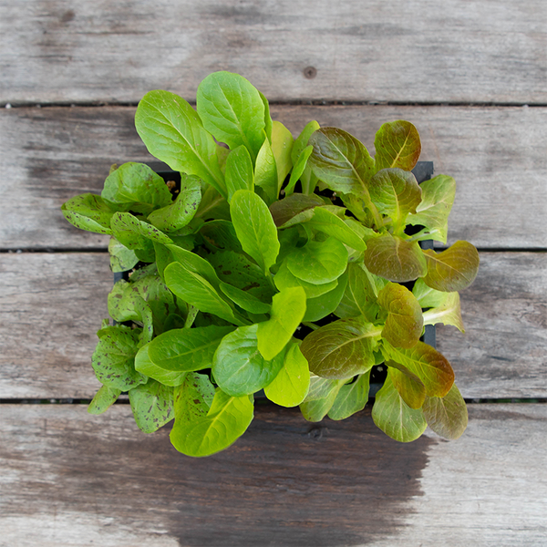 Lettuce Trio Little Gem 'Kolibri,Newham,Rosaine' 6 Pack - Bowood Farms