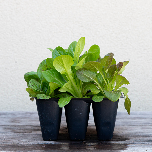 Lettuce Trio Little Gem 'Kolibri,Newham,Rosaine' 6 Pack - Bowood Farms