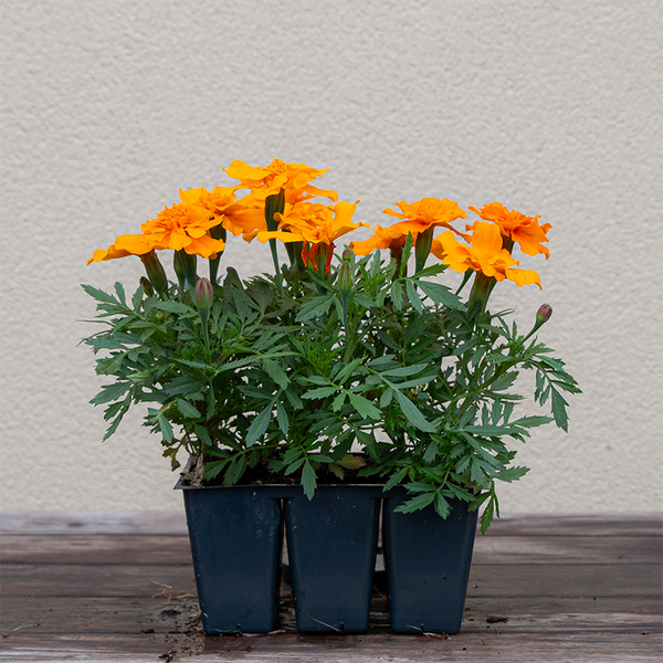 Marigold Durango Orange 6 Pack - Bowood Farms