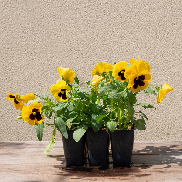 Pansy Matrix Yellow Blotch 6 Pack - Bowood Farms