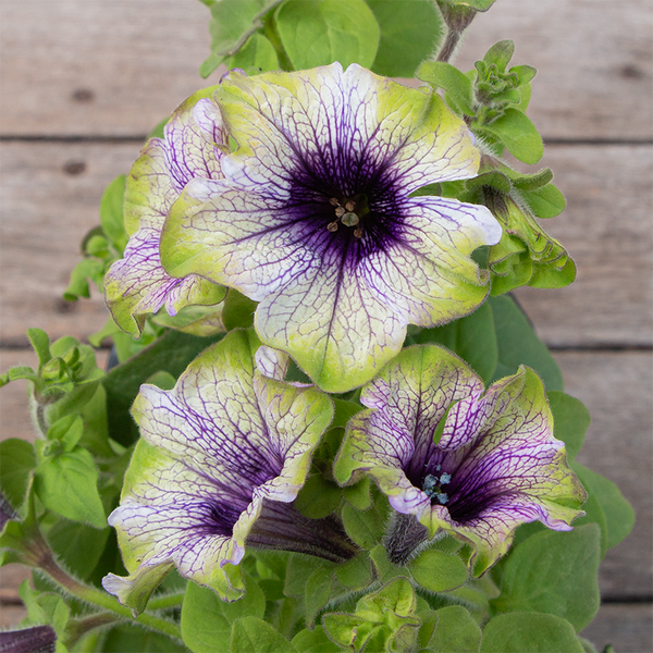 Petunia 'Plum Cockatoo' 4" - Bowood Farms