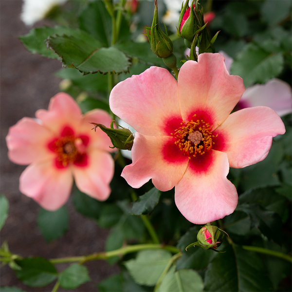 Rosa 'Ringo All Star' - Bowood Farms