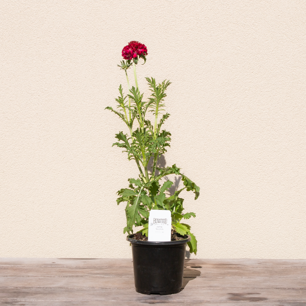 Scabiosa 'Raspberry' 4" - Bowood Farms