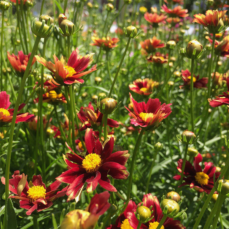 Fresh From The Farm - Bowood Farms