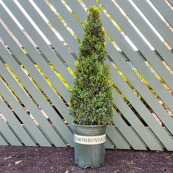 Buxus 'Green Mountain' Cone #5 Monrovia - Bowood Farms