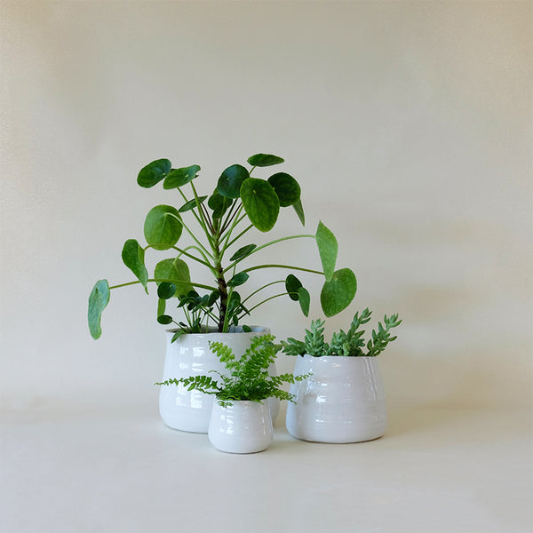 Tegan Cachepot White - Bowood Farms