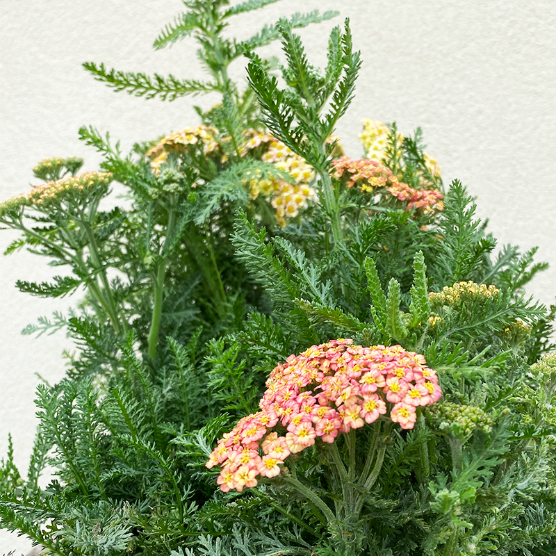 Perennials - Bowood Farms