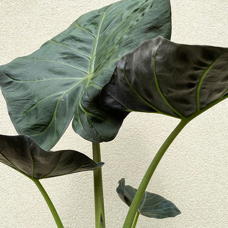 Patio - Bowood Farms