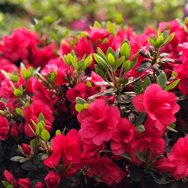 Shrubs - Bowood Farms