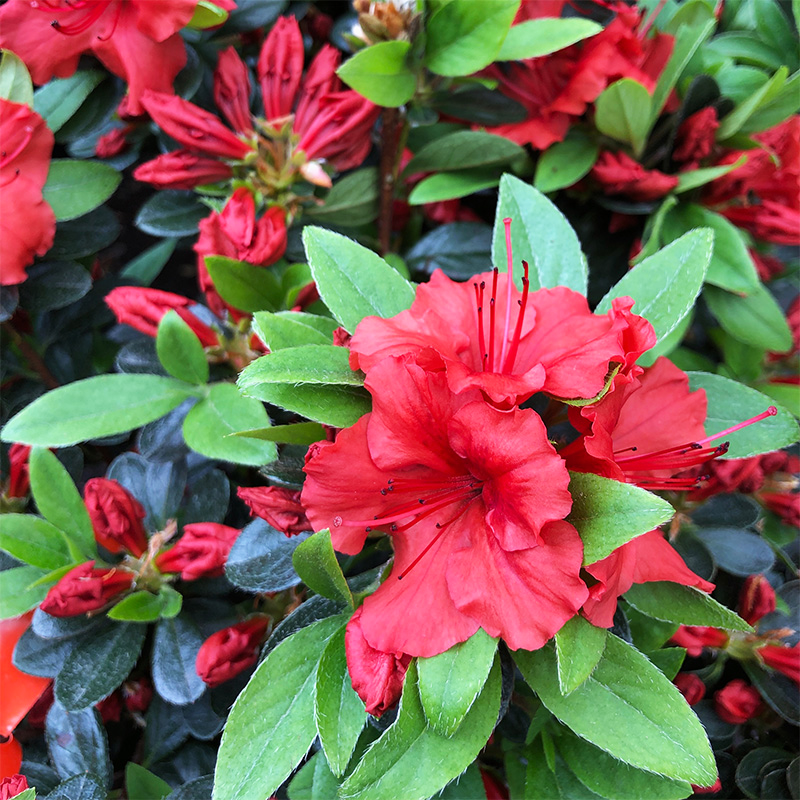 Shrubs - Bowood Farms