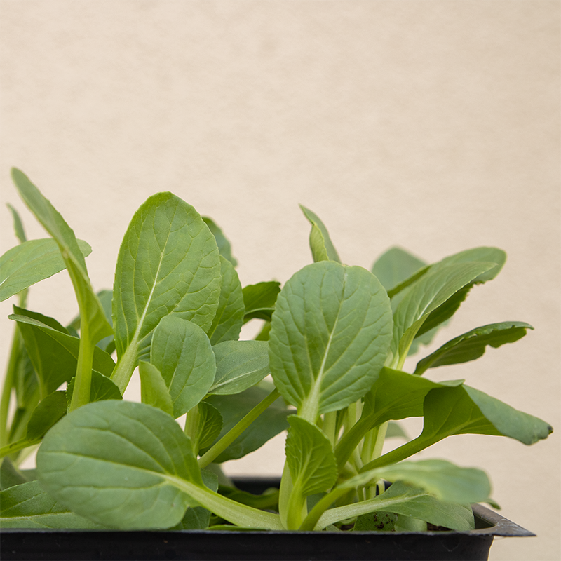 Edible - Bowood Farms