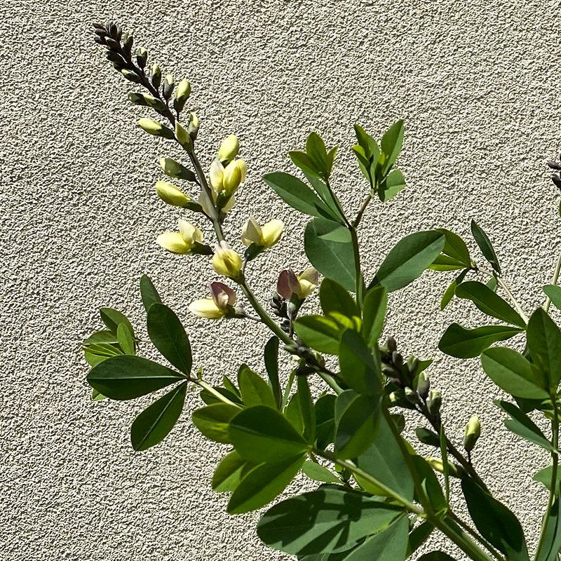 Plants Page 4 - Bowood Farms