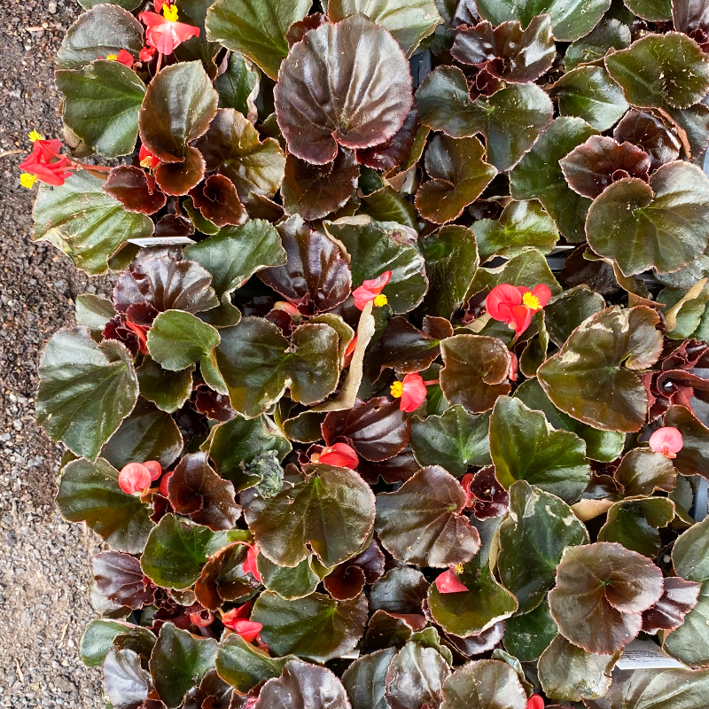 Plants Page 4 - Bowood Farms