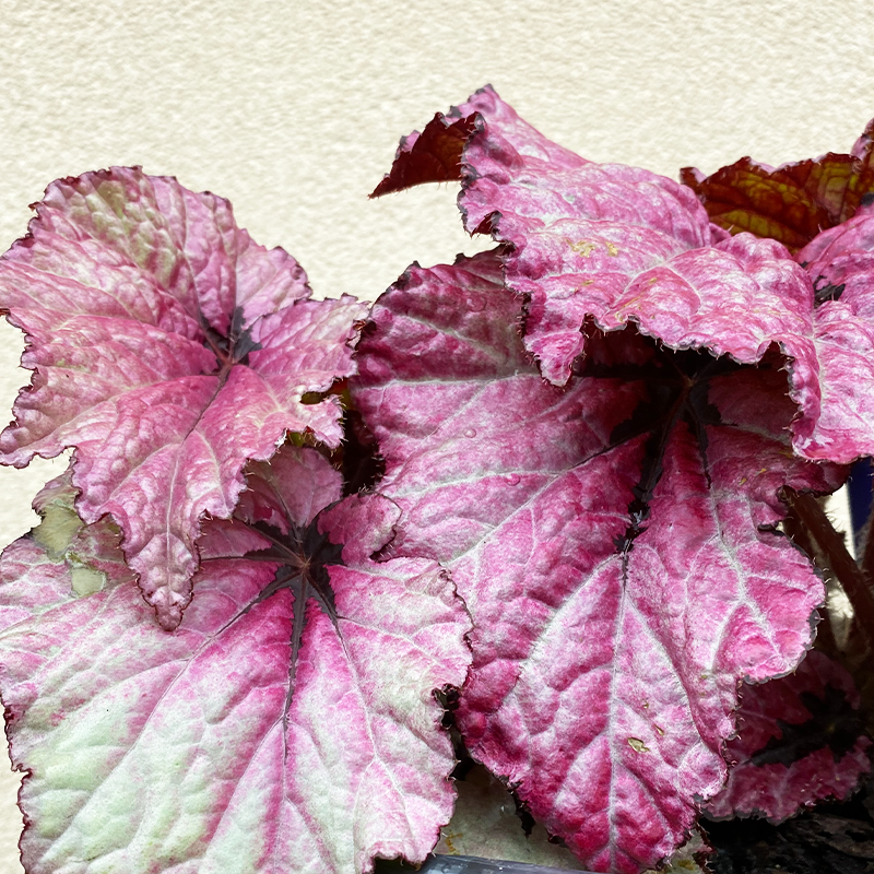 Indoor - Bowood Farms