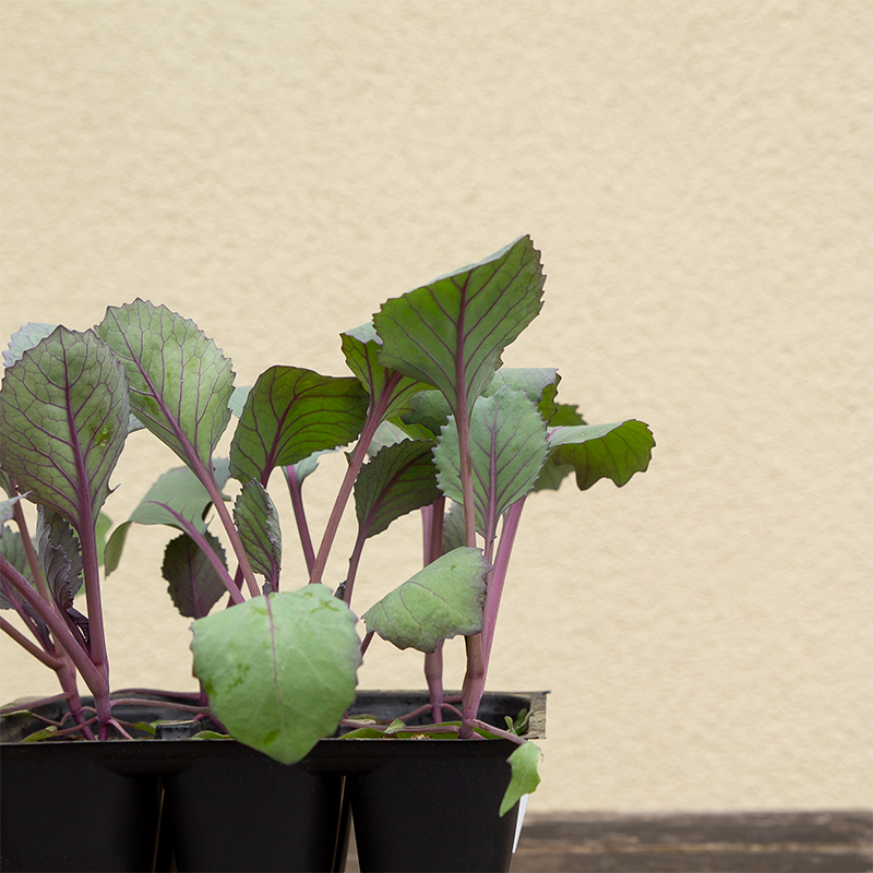 Edible - Bowood Farms