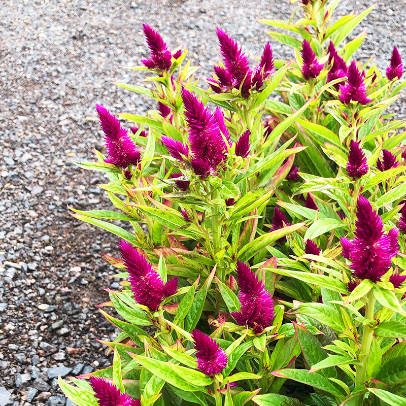 Annuals - Bowood Farms