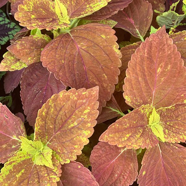 Fresh From The Farm - Bowood Farms