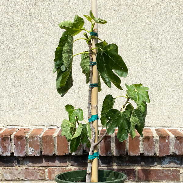 Citrus + Figs - Bowood Farms