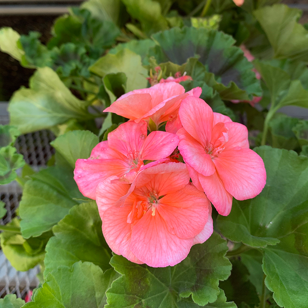 Geranium 'Salmon' 6" - Bowood Farms
