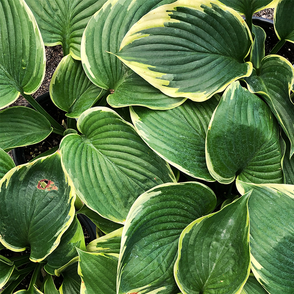 Hosta 'Wu-La-La' G01 - Bowood Farms