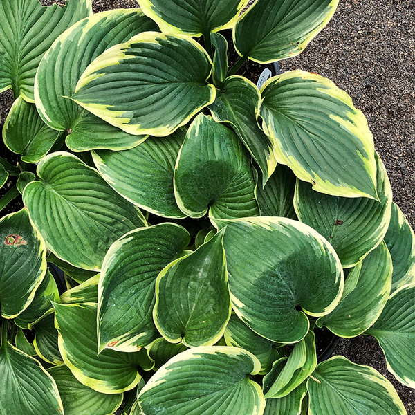 Hosta 'Wu-La-La' G01 - Bowood Farms