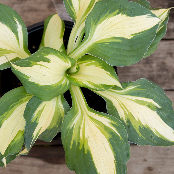 Hosta 'Vulcan' G01 - Bowood Farms
