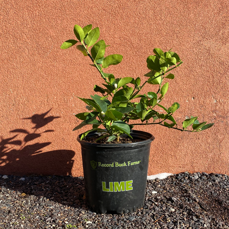 Edible - Bowood Farms