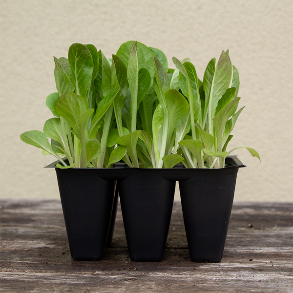 Lettuce Duo Mini-Romaine 'Breen/Dragoon' 6 Pack - Bowood Farms