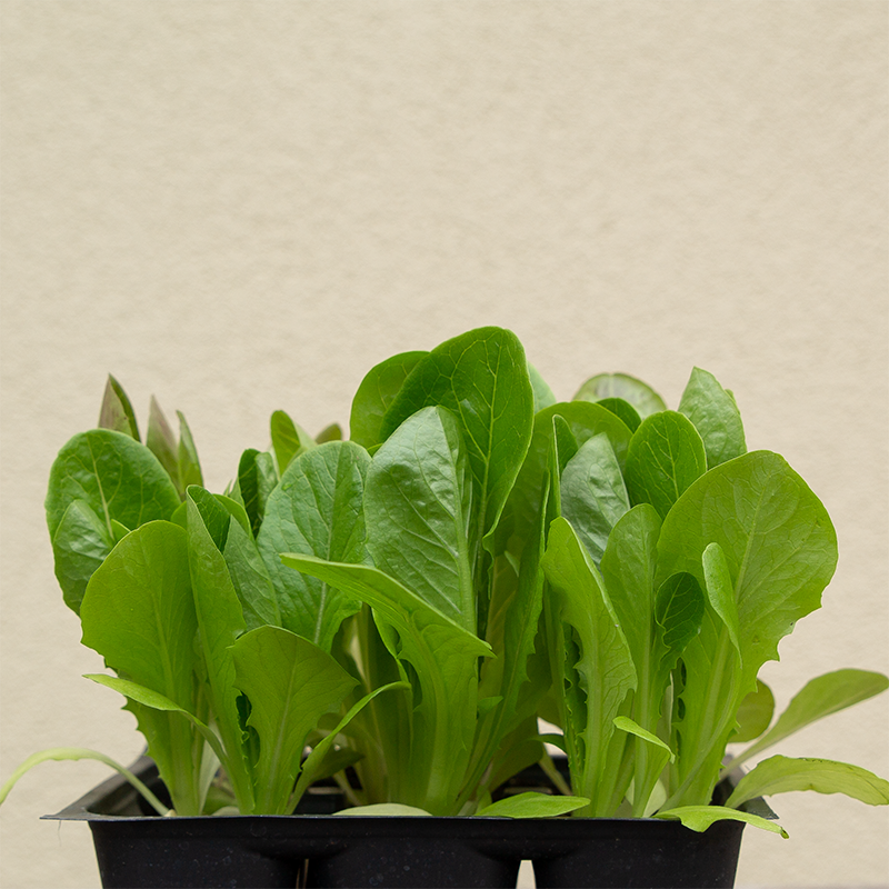 Lettuce Duo Mini-Romaine 'Breen/Dragoon' 6 Pack - Bowood Farms