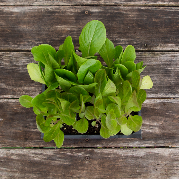 Lettuce Duo Mini-Romaine 'Breen/Dragoon' 6 Pack - Bowood Farms