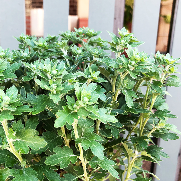 Mum 'Beverly Bronze' 4" - Bowood Farms