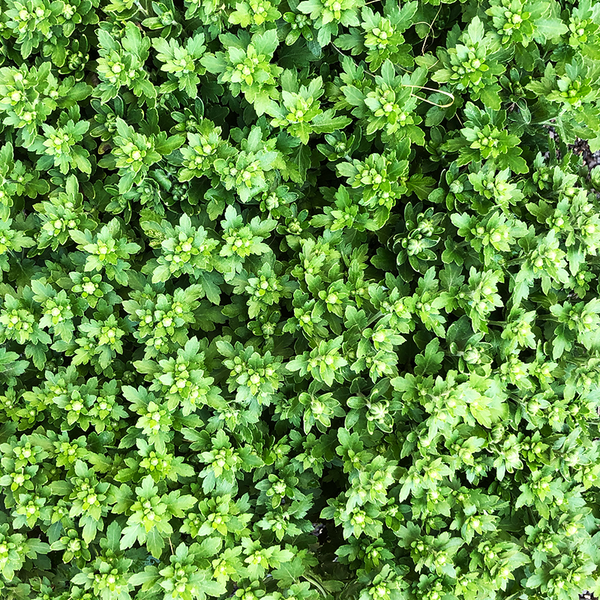 Mum 'Beverly Bronze' 4" - Bowood Farms