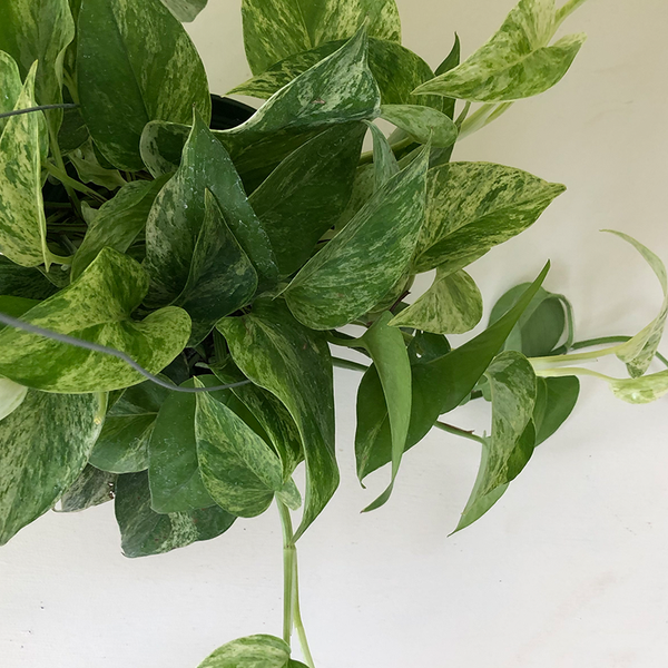 Pothos 'Marble Queen' 6" Hanging Basket - Bowood Farms