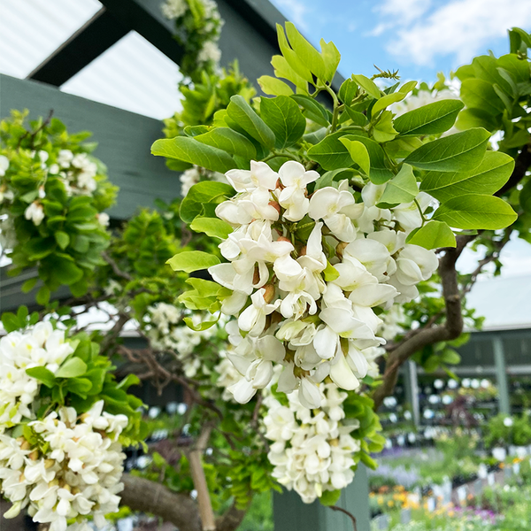 Trees Page 2 - Bowood Farms