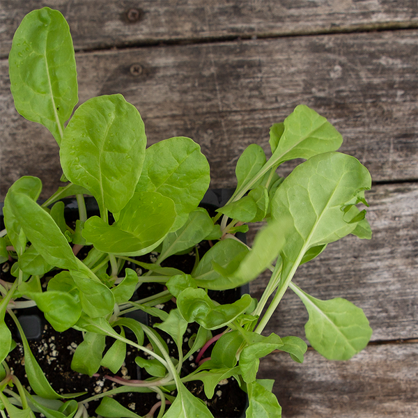 Swiss Chard 'Fordhook Giant' 6 Pack - Bowood Farms