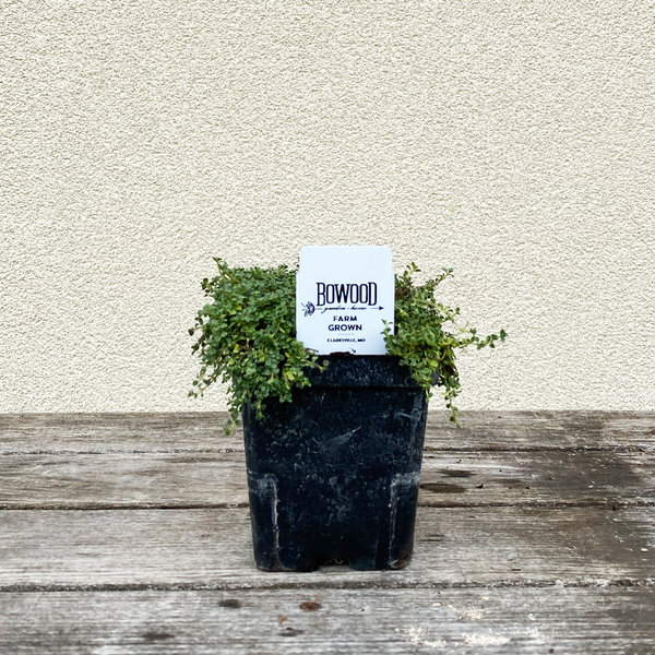 Thymus minus 3.5" - Bowood Farms